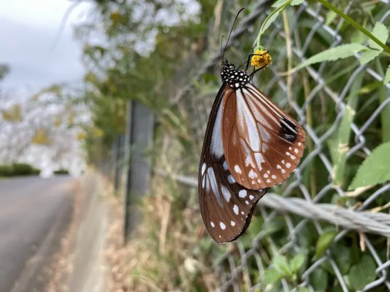【要予約】お花の「スペシャリスト」と行く竜王山ネイチャーツアー - 山口カレンダー